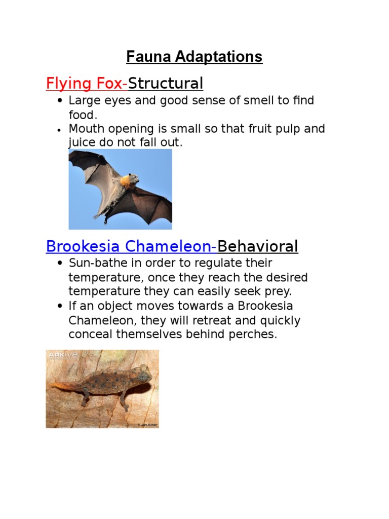 Fauna Adaptations | PDF | Wellness | Science & Mathematics