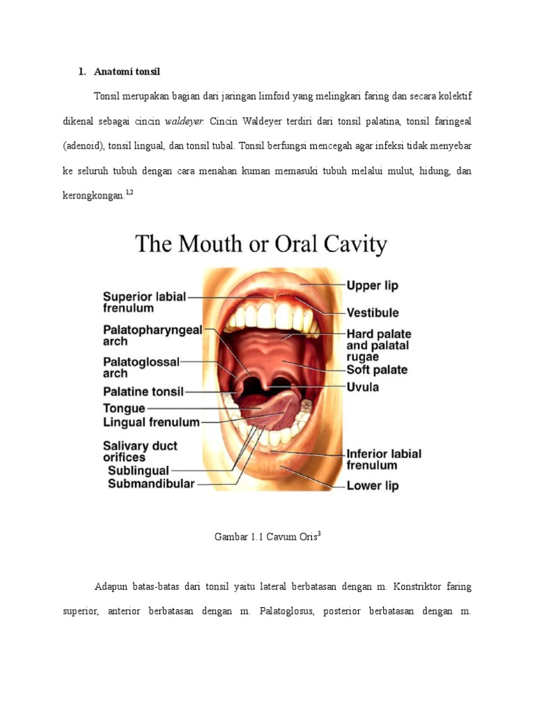 Anatomi Tonsil | PDF