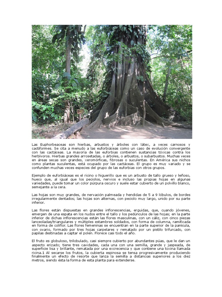 chilamate | Botánica | Horticultura y jardinería