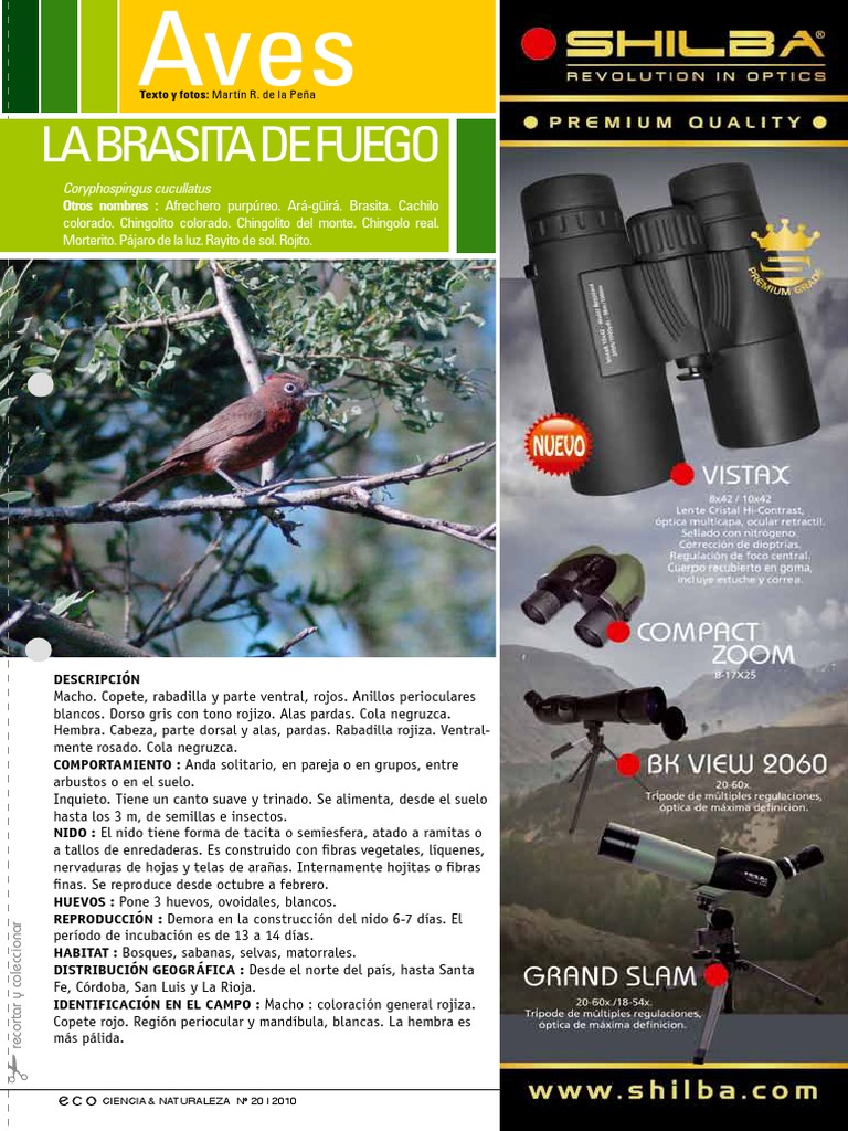 Leyenda de la Brasita de Fuego | PDF | Aves | Tetrápodos