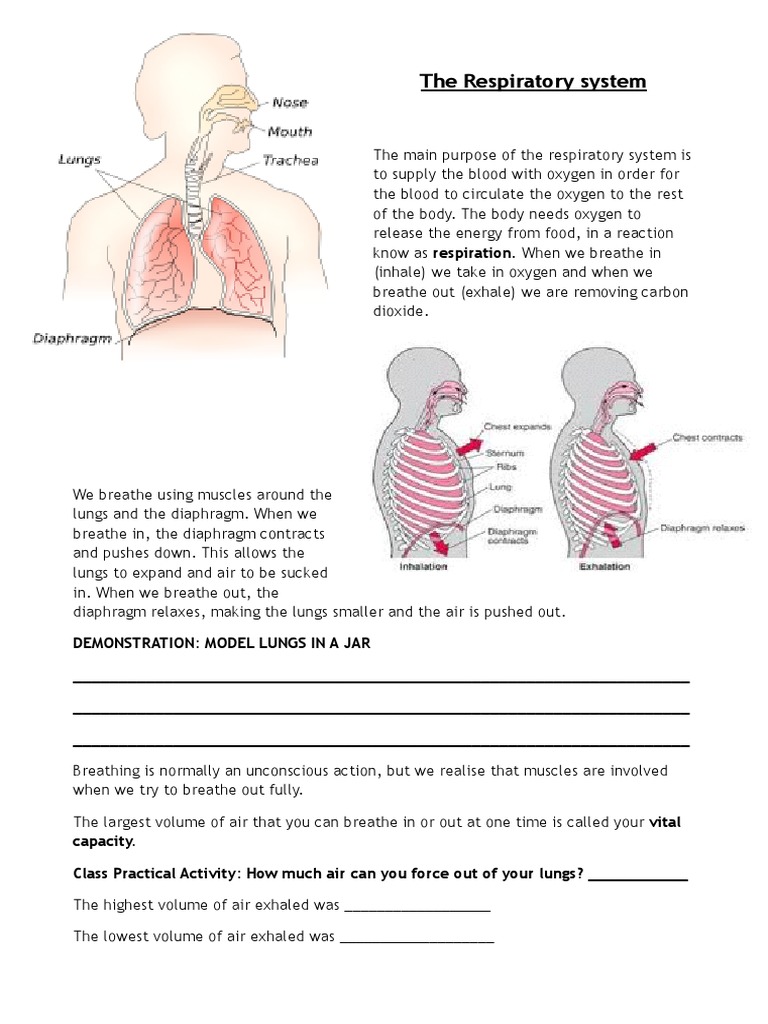 Respiratory System Notes | PDF | Lung | Breathing