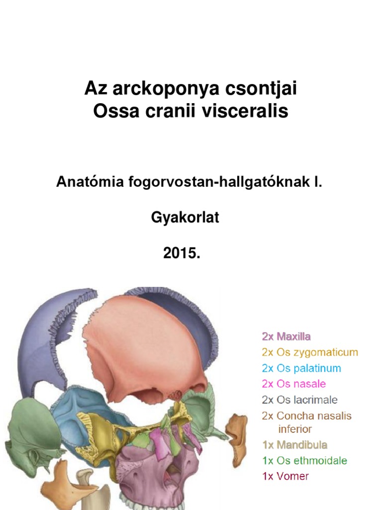 Az Arckoponya Csontjai