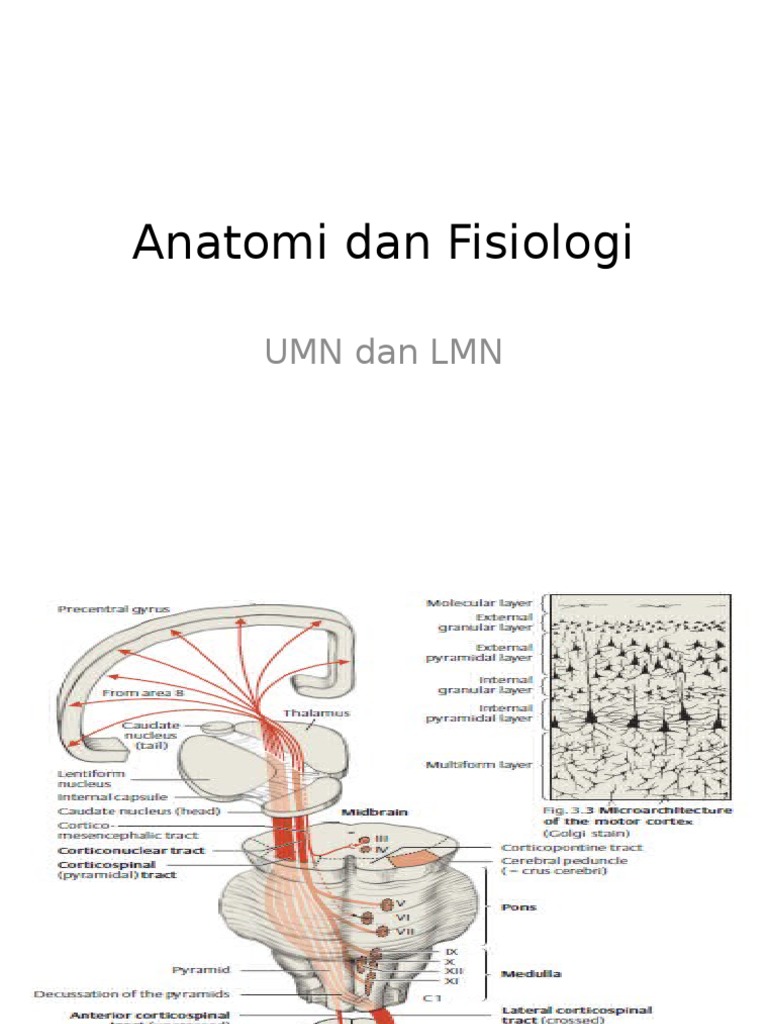 Umn Dan LMN | PDF