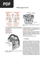 Mink Muscle Dissection Guide | PDF | Abdomen | Musculoskeletal System