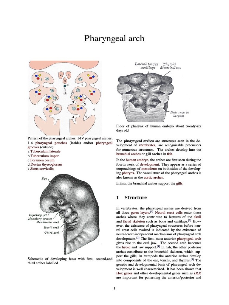 Pharyngeal Arch | PDF | Zoology | Musculoskeletal System
