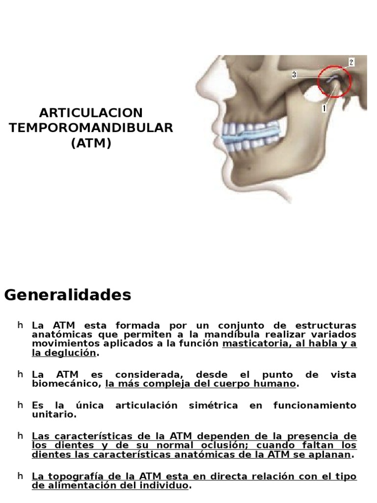 Anatomia ATM | PDF | Sistema musculoesquelético | Anatomía humana
