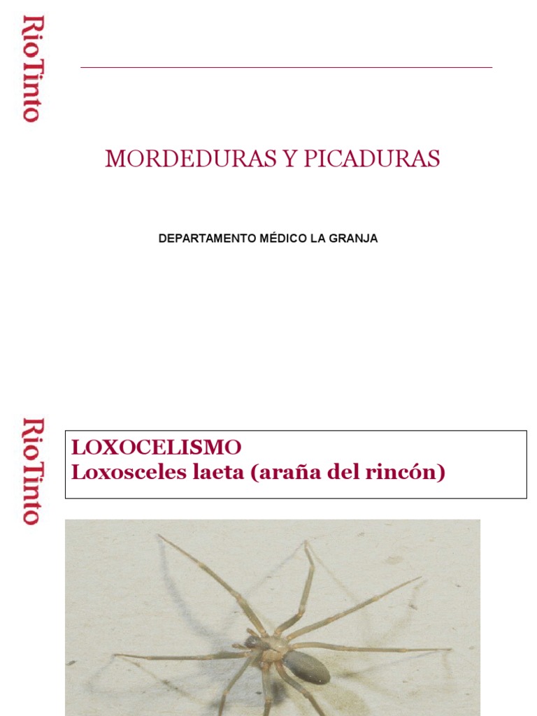 Mordeduras y picaduras: Guía sobre loxoscelismo y mordeduras de ...