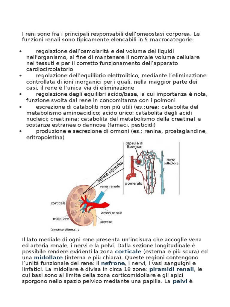 Anatomia e Fisiologia Del Rene Prof - Papetti | PDF