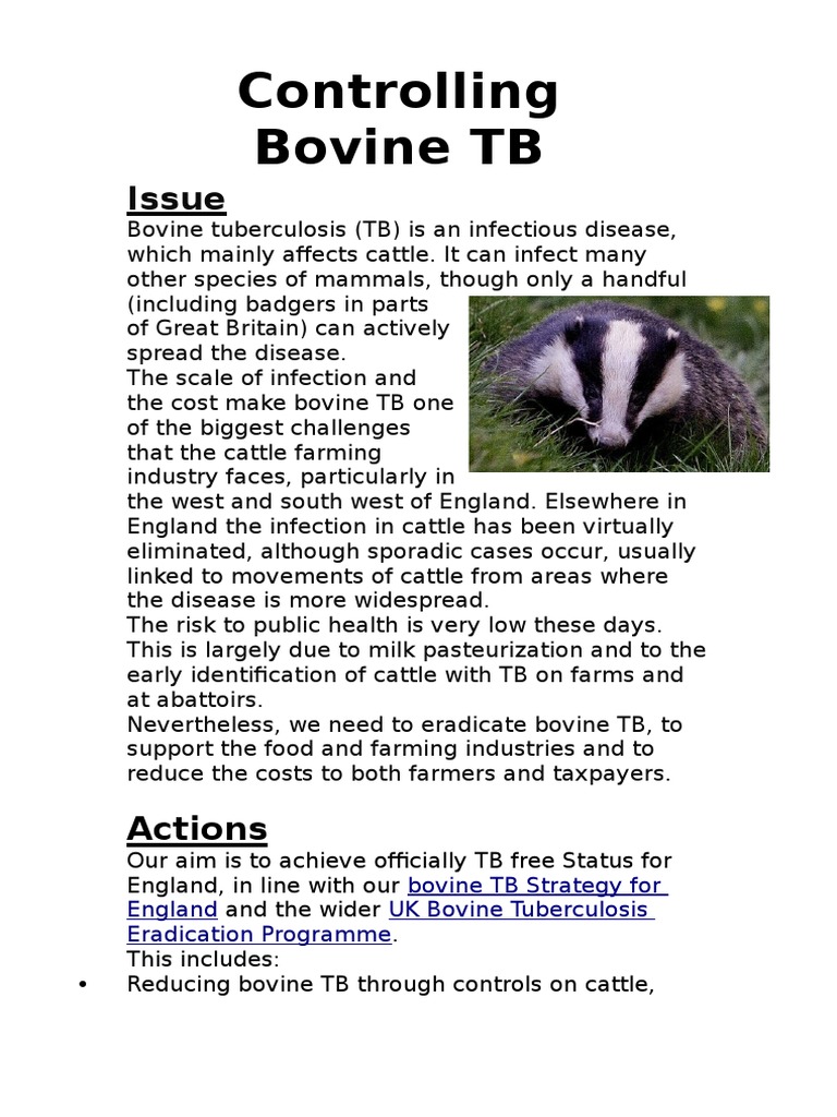 Bovine TB | PDF | Tuberculosis | Cattle