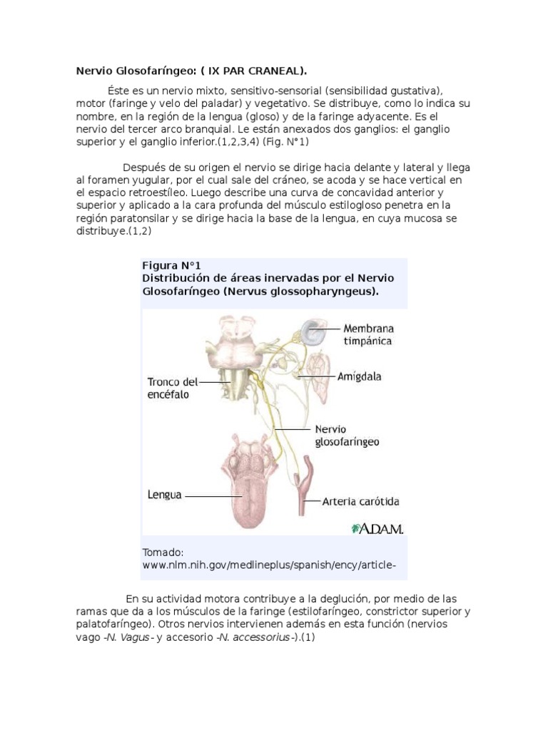 Nervio Glosofaringeo IX Par Craneal | Lengua | Medicina