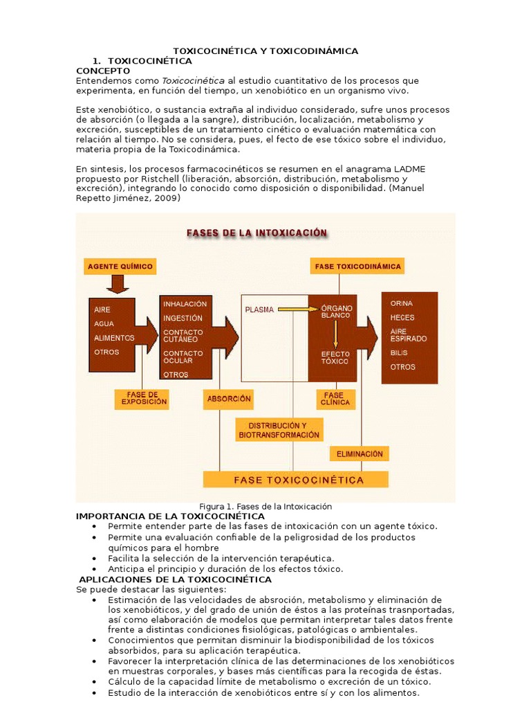 Toxicocinética Conceptos Pasos Caract | PDF | Sangre | Metabolismo