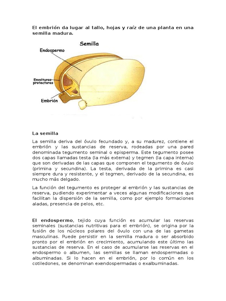 Estructura y Función de las Semillas | PDF | Semilla | Germinación