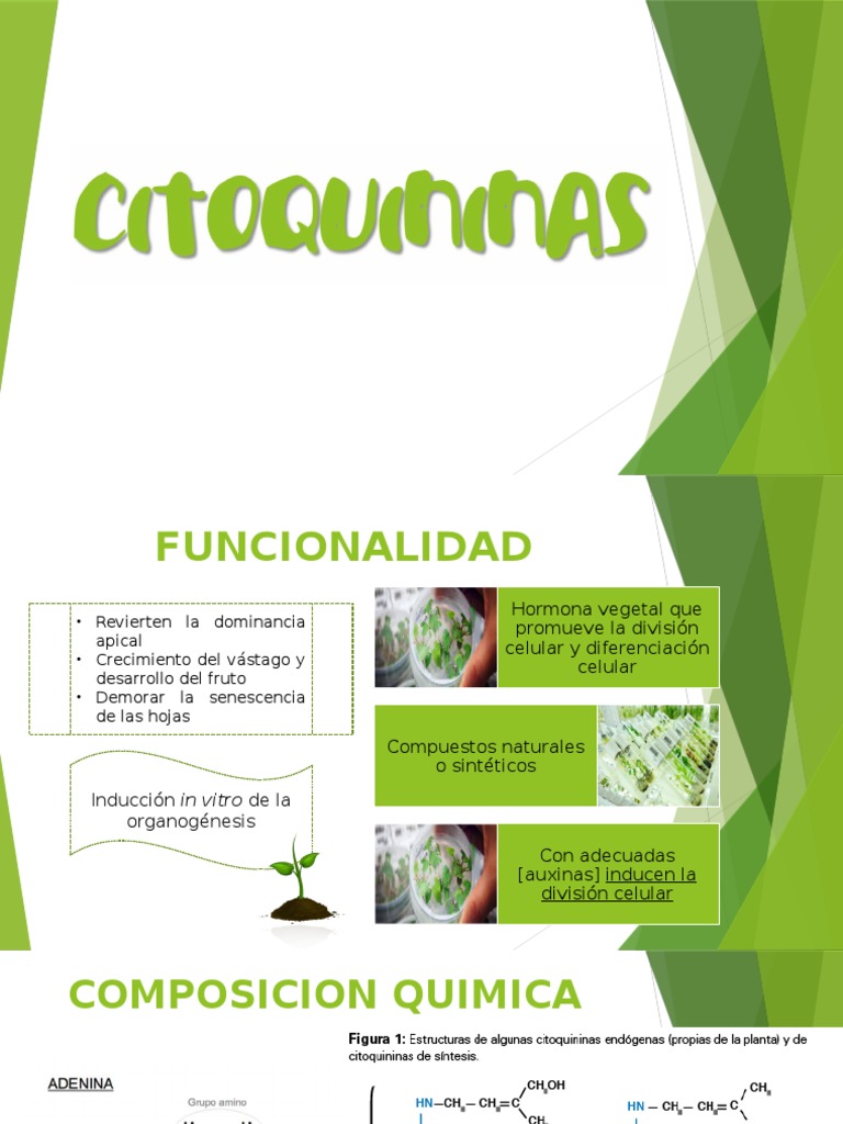 CITOQUININAS EXPOSICIÓN | Botánica | Fisiología de las plantas