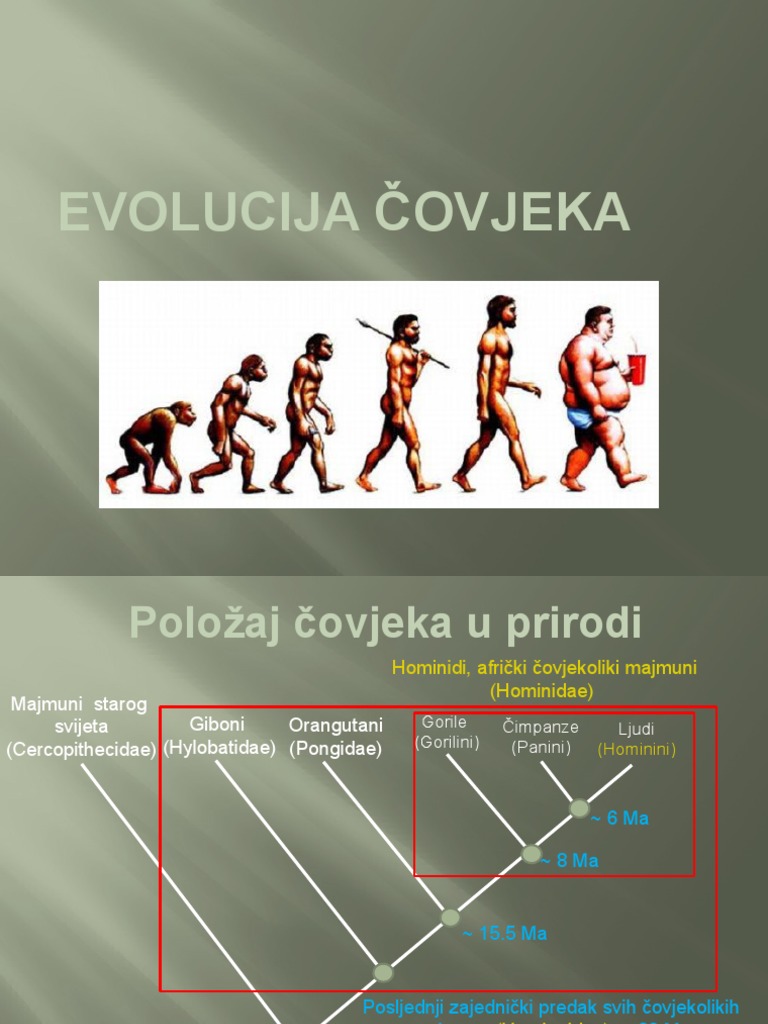 Evolucija Čovjeka | PDF