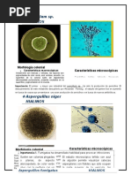 Atlas de Micologia Corregido | PDF | Hongo | Aspergilo