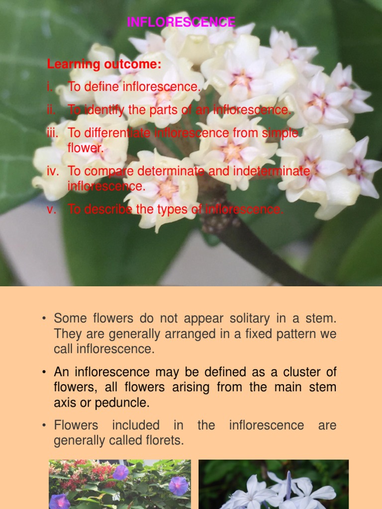 lecture 6 - Inflorescence.pdf | Flowers | Ethnobotany