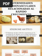 Ascitis en Pollos de Engorde: Causas y Prevención | PDF | Abdomen | Aves