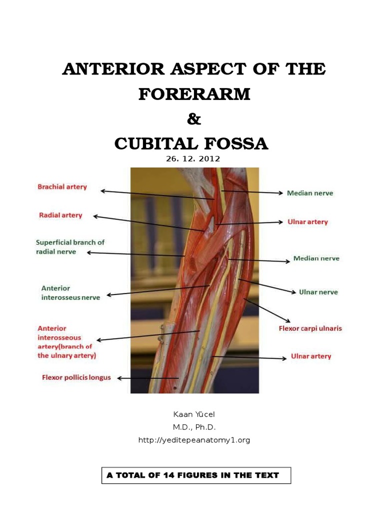 Anterior Aspect of the Forearm Cubital Fossa 2012 | Arm | Elbow