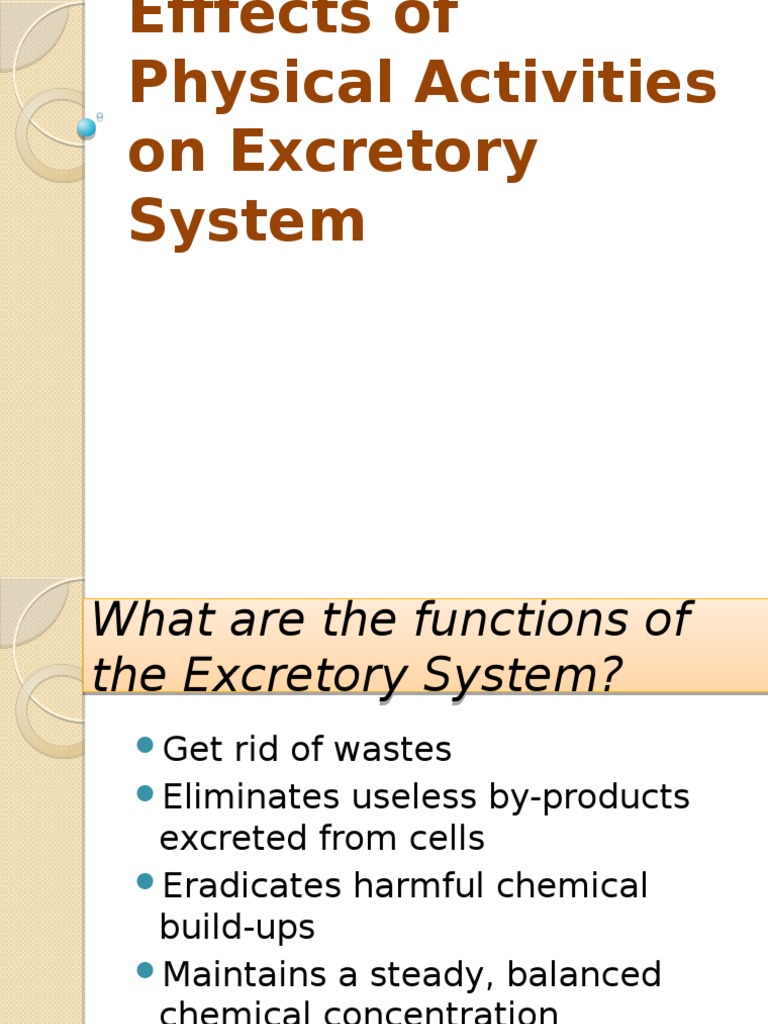 Effects of Physical Activities on Excretory System | Urinary System ...