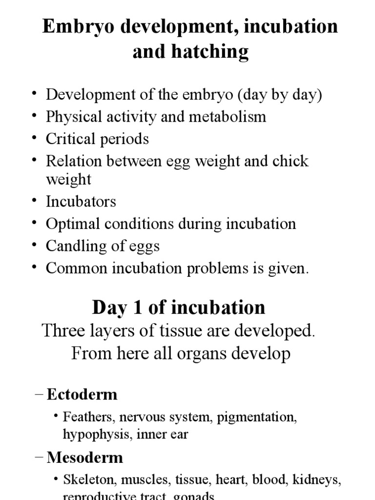 Development Embrio, Incubation and Heching | PDF | Egg | Embryo