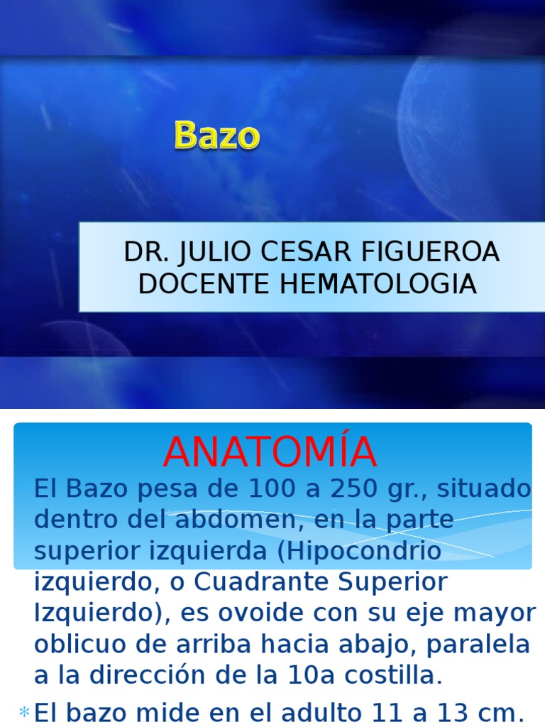 Anatomía y Función del Bazo Humano | PDF | Bazo | Estómago