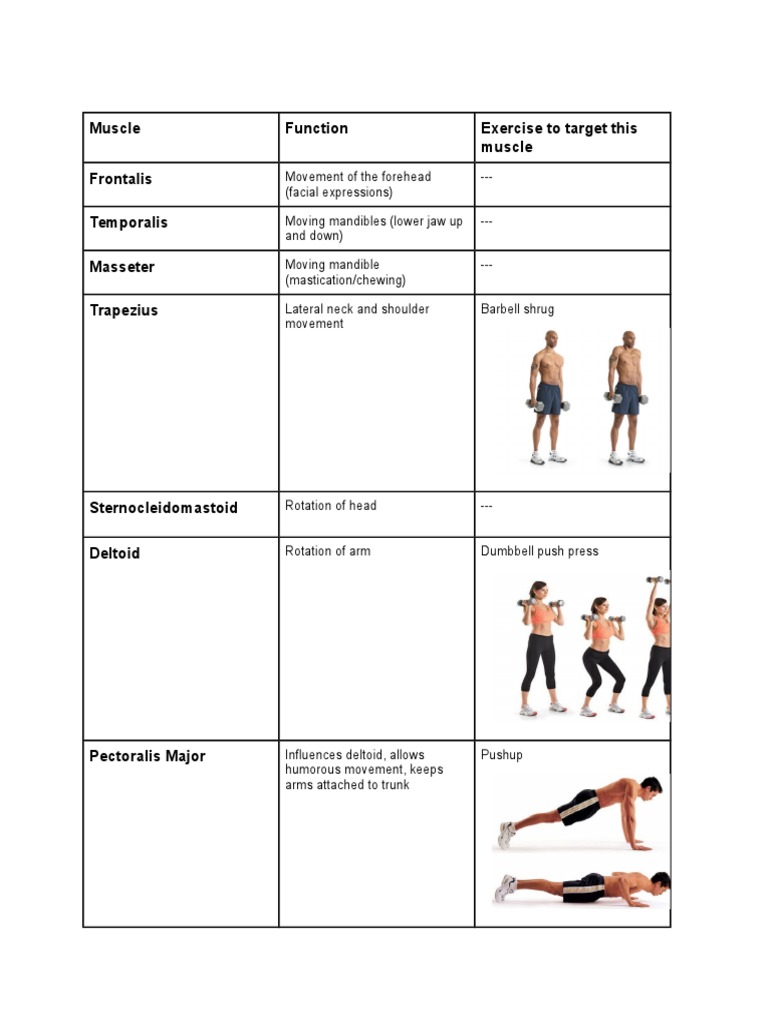 Muscle Function Exercise To Target This Muscle Frontalis Temporalis ...