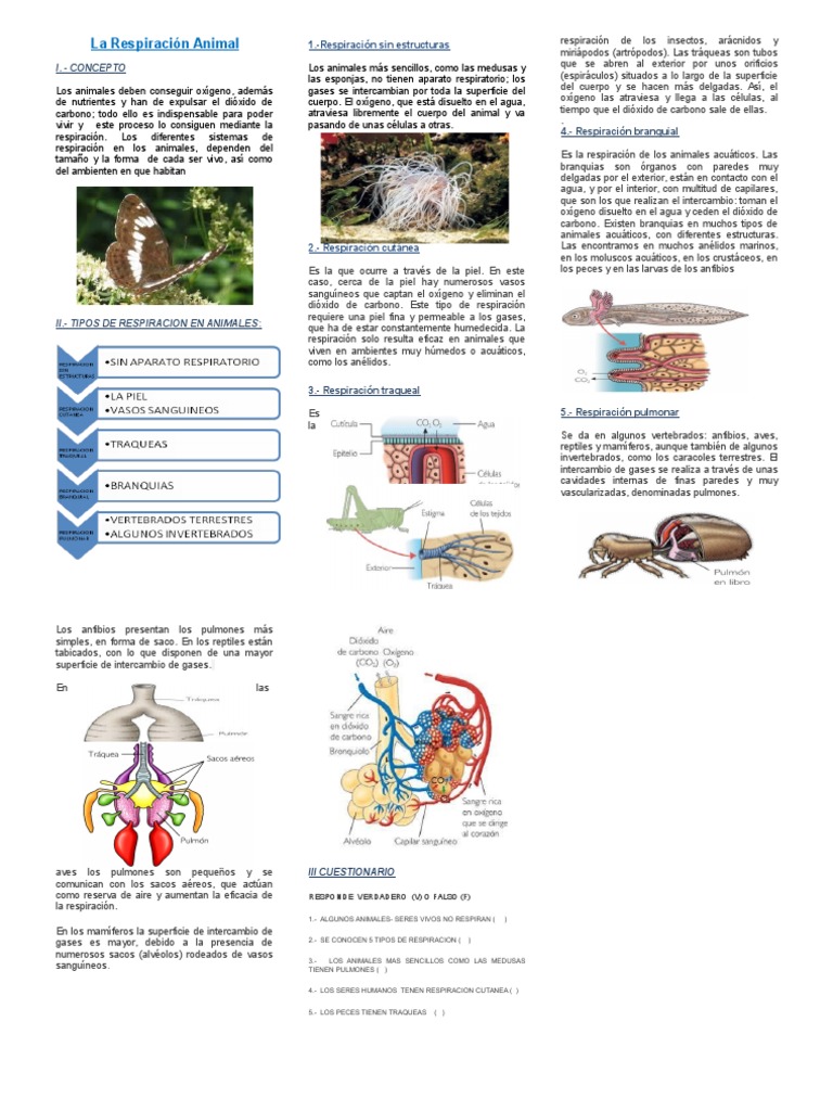 Triptico Respiracion de Animales | PDF | Branquia | Pulmón