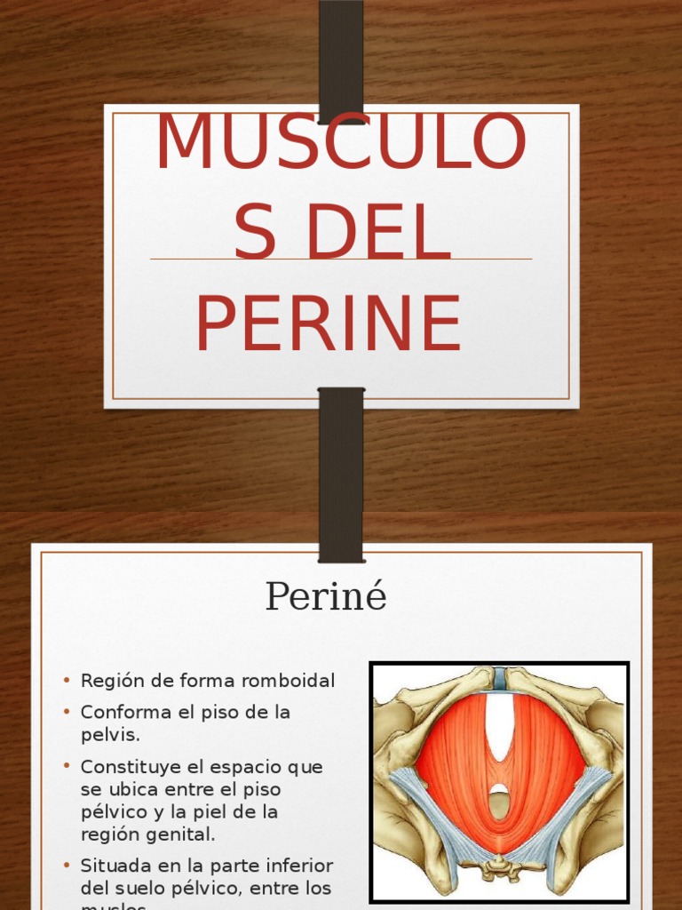 Musculos Del Perine | Pelvis | Anatomía humana