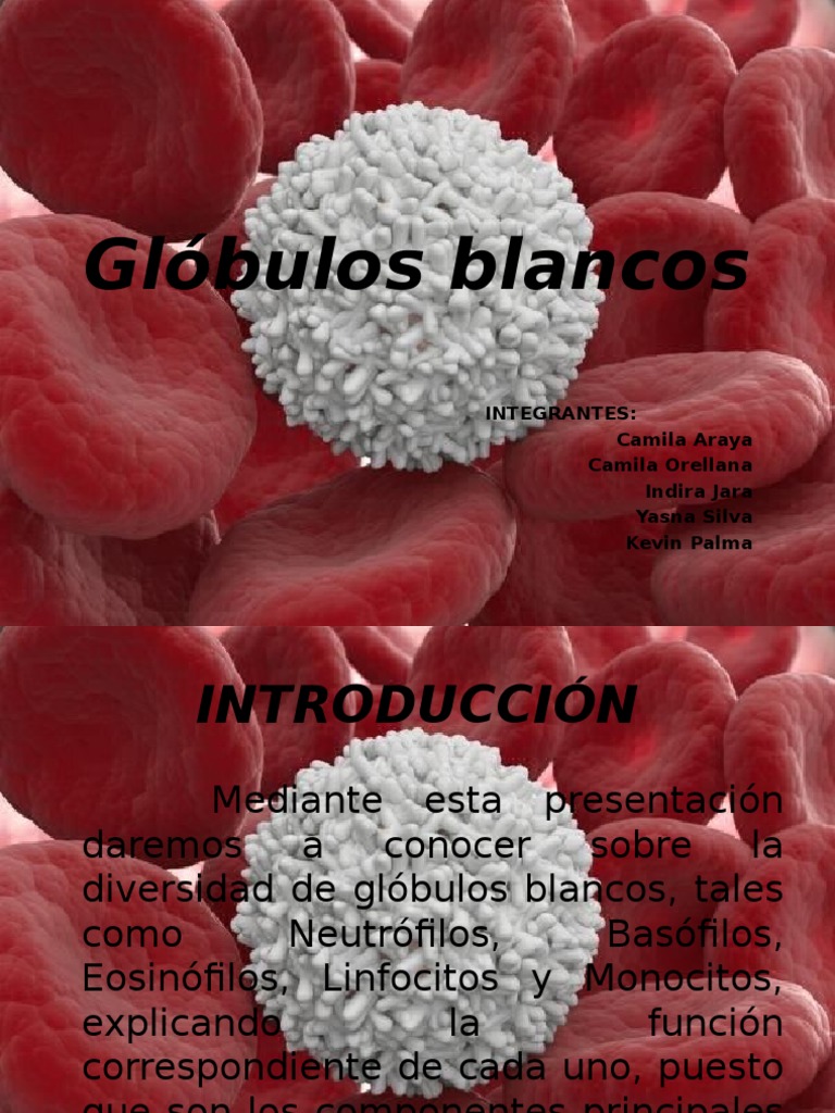Globulos Blancos | PDF | Leucocito | Antígeno