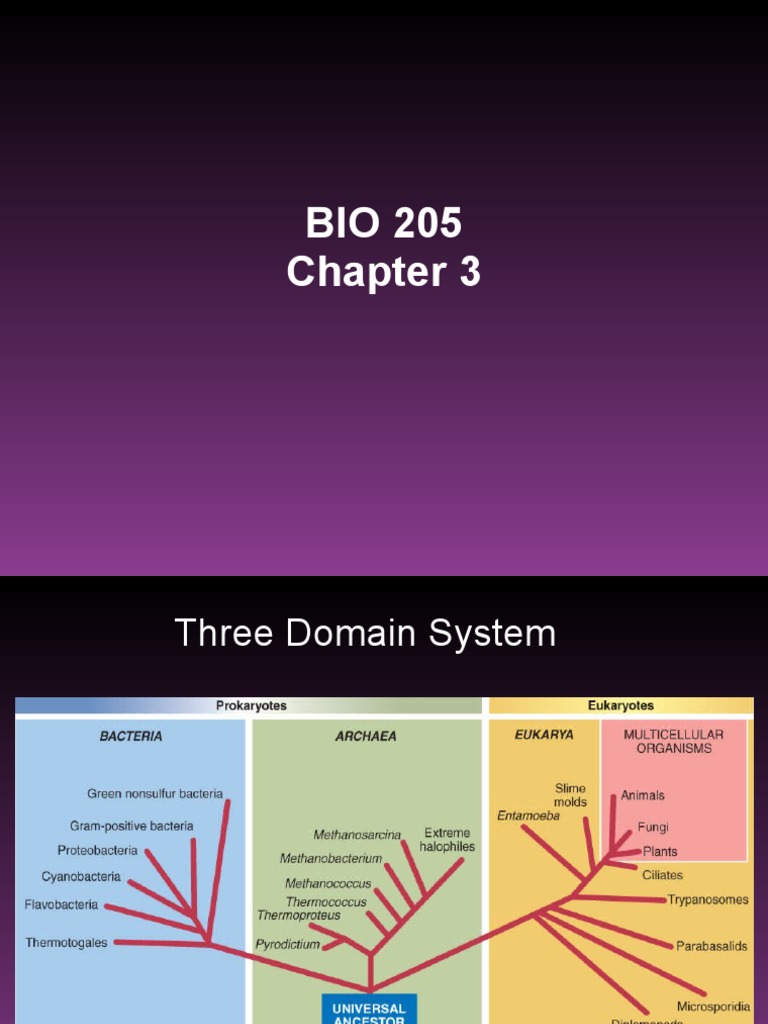 BIO 205 Chapter 3 Powerpoint | PDF | Prokaryote | Cell (Biology)