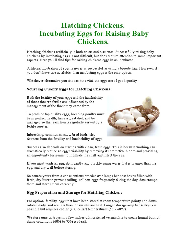 Hatching Chickens. Incubating Eggs For Raising Baby Chickens | PDF ...