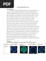 PGLO Bacterial Transformation Lab Guide | PDF | Transformation ...