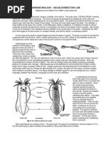 Labeled Female Squid Dissection Guide | PDF | Mollusca | Anatomical ...