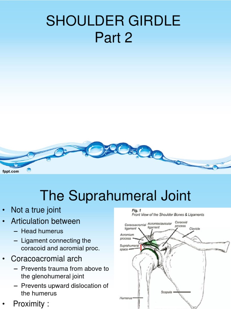 Anatomi Dan Kinesiologi Shoulder Part 2 | PDF | Shoulder | Anatomical ...