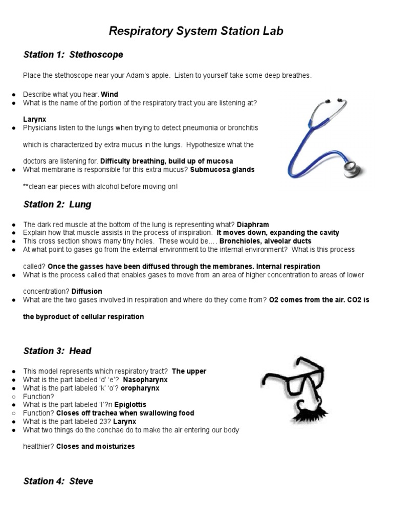 Respiratory System Station Lab | PDF | Lung | Respiratory System