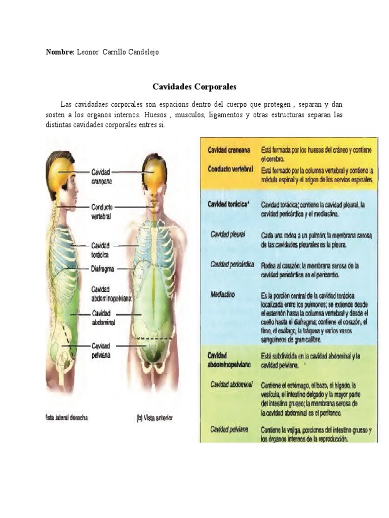 Cavidades Corporales 1 | PDF | Abdomen | Tórax