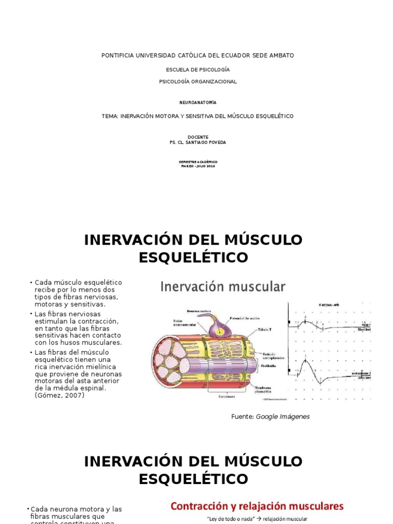 Inervación Motora y Sensitiva Del Músculo Esquelético | PDF | Músculo ...