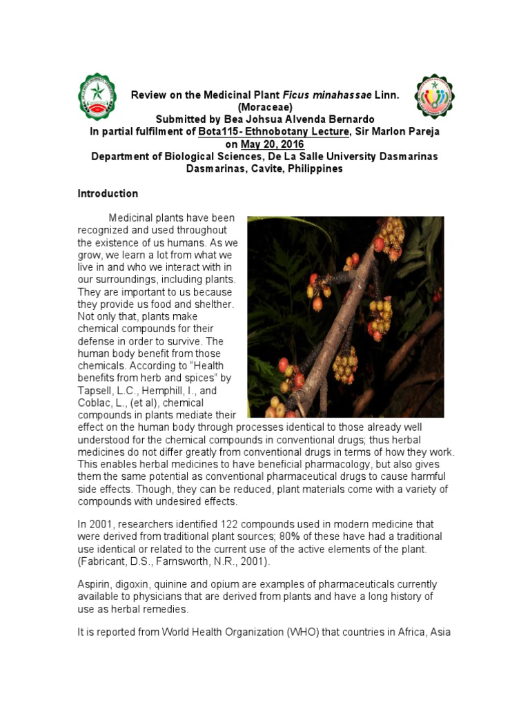 Ficus Minahassae, Hagimit | PDF | Phenolic Content In Wine | Ficus