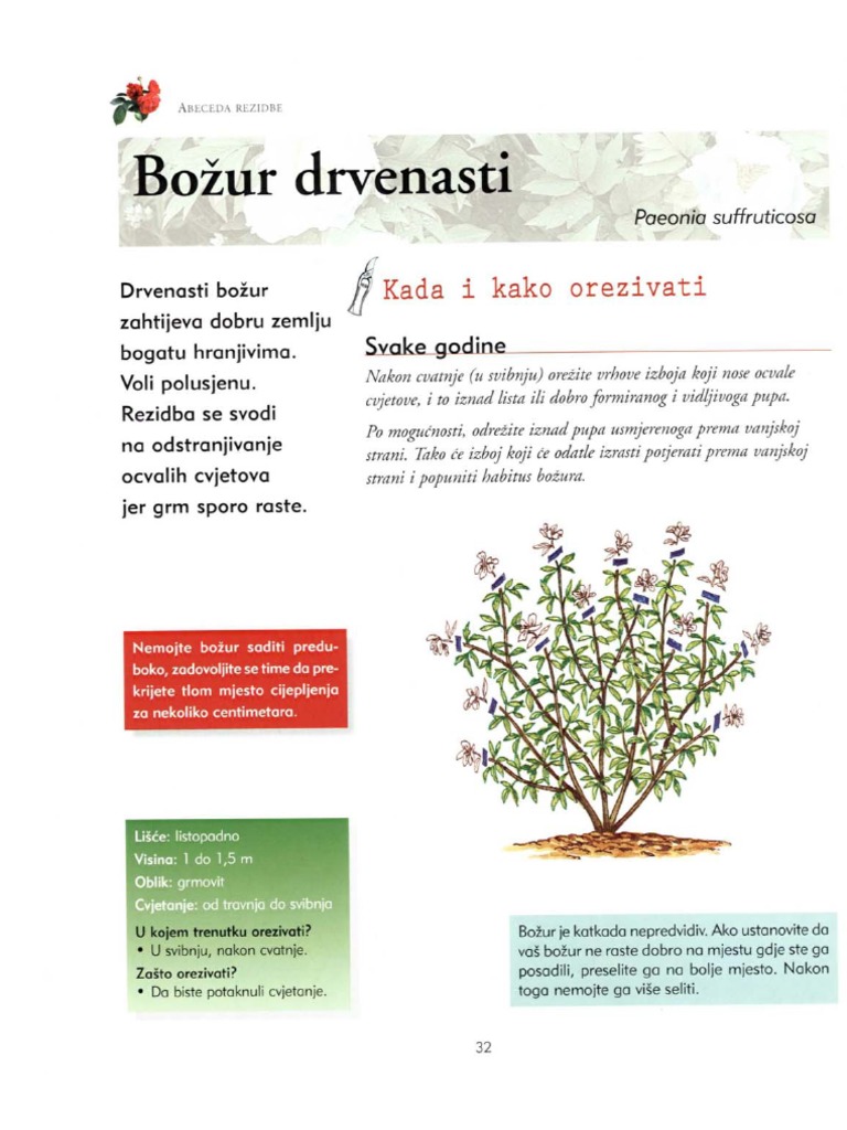Bozur Drvenasti - Kad I Kako Orezati I Cijepiti | PDF