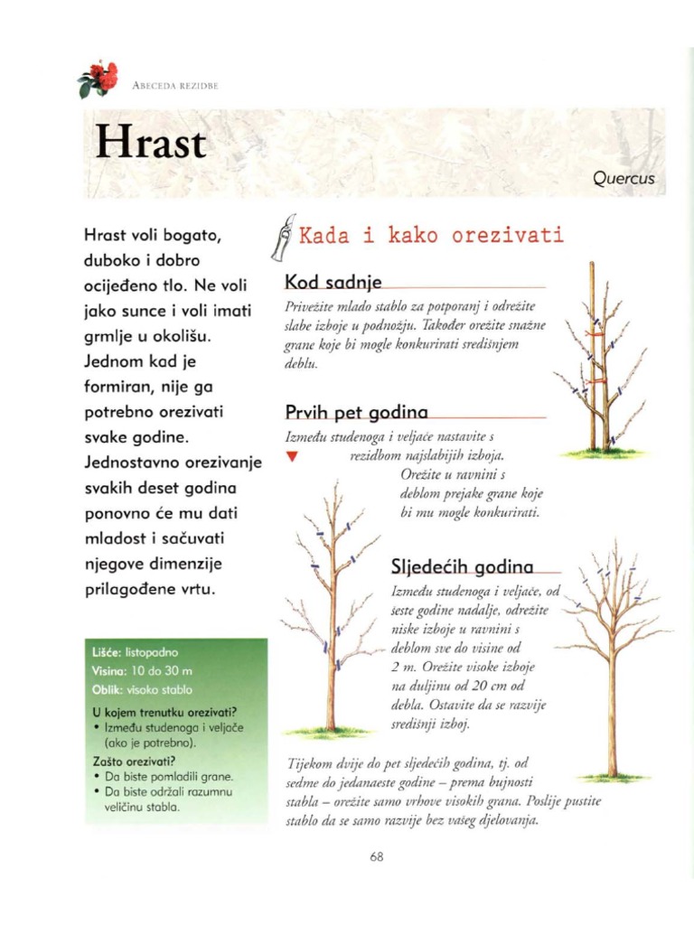 Hrast - Kako I Kada Orezivati | PDF