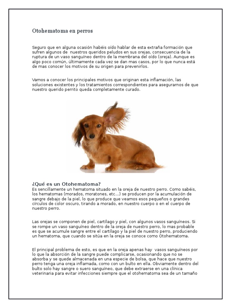 Otohematoma en Perros | Descargar gratis PDF | Sangre | Medicamentos ...