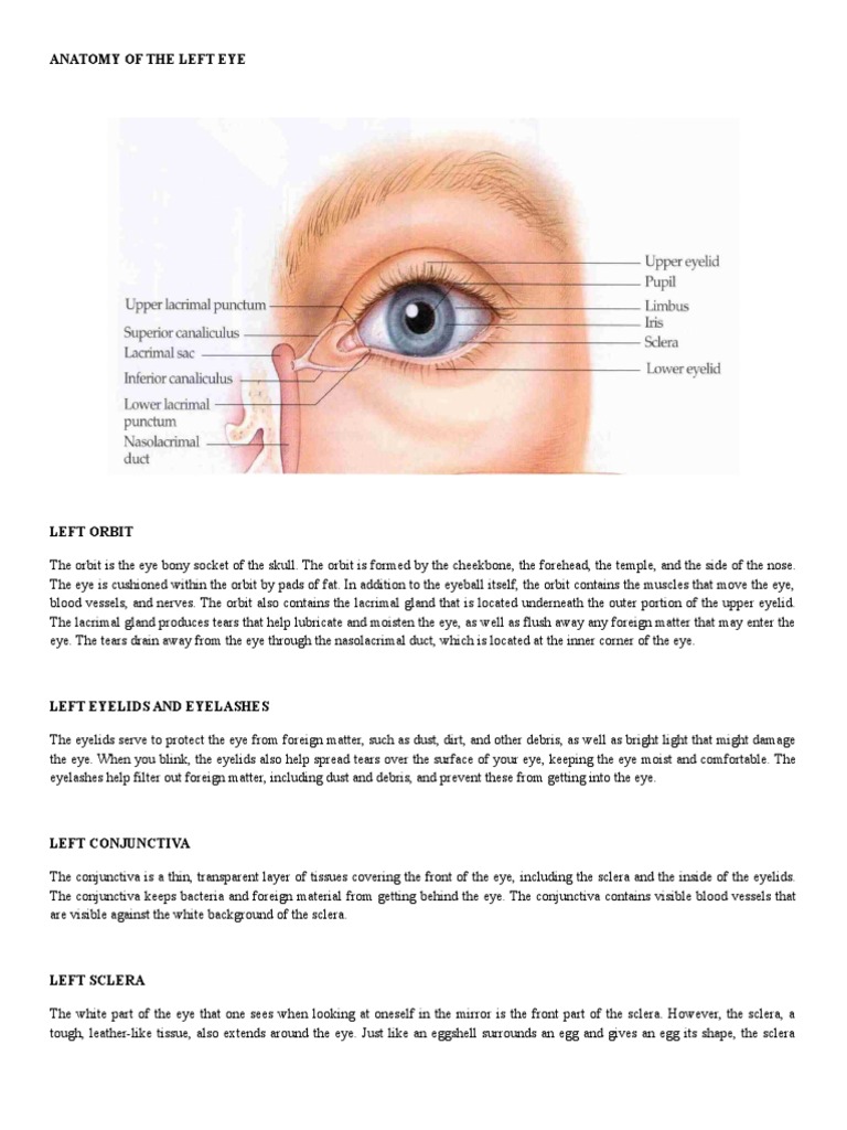Anatomy of The Left Eye | PDF | Retina | Cornea