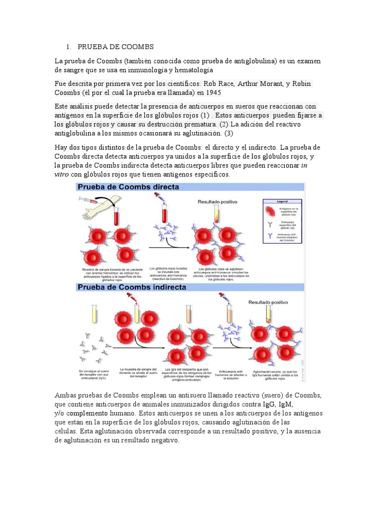 Prueba De Coombs Directa E Indirecta Pdf Inmunología Ciencias De