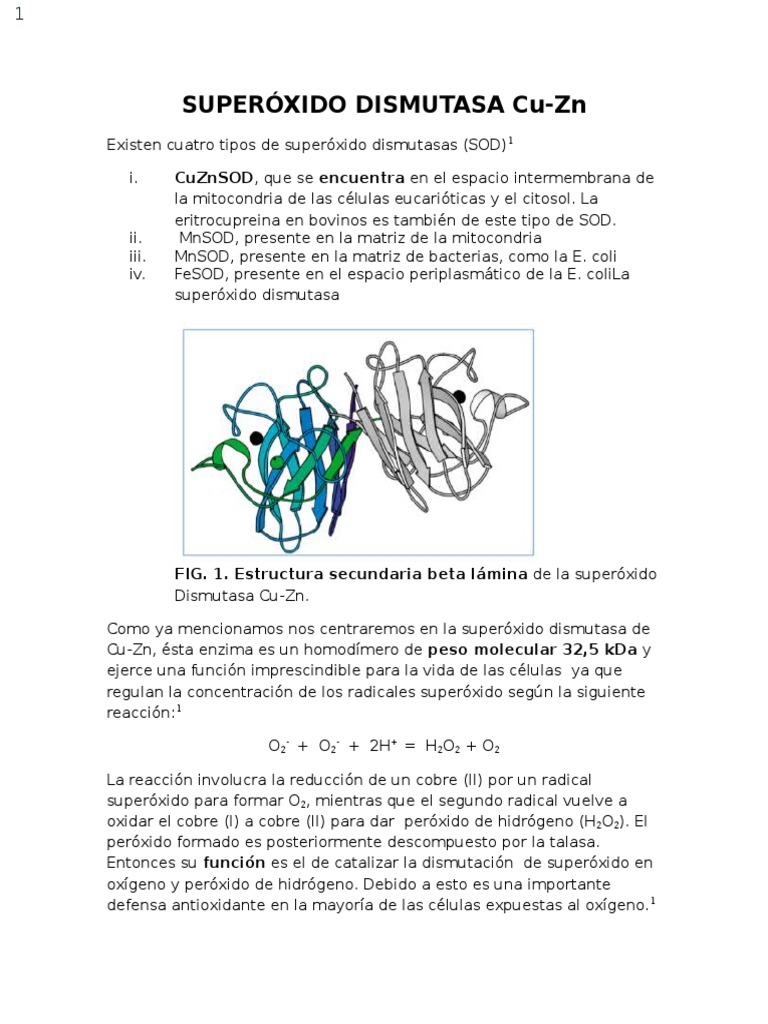 Superóxido Dismutasa Cu | PDF | Superóxido dismutasa | Biomoléculas