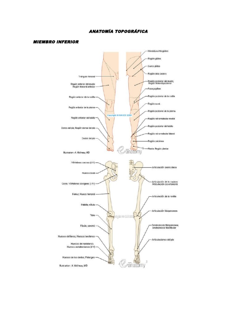 Anatomía Topográfica Miembro Inferior | PDF