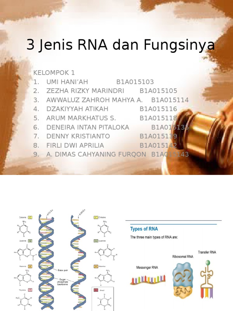 3 Jenis RNA Dan Fungsinya
