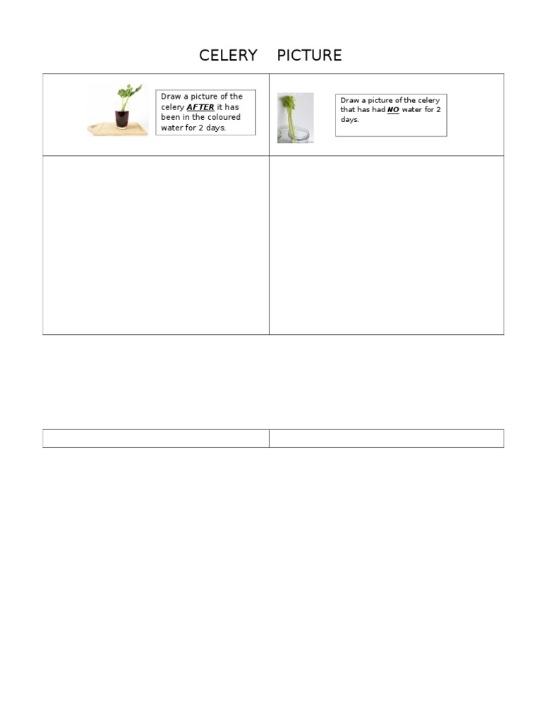 Celery Picture | PDF