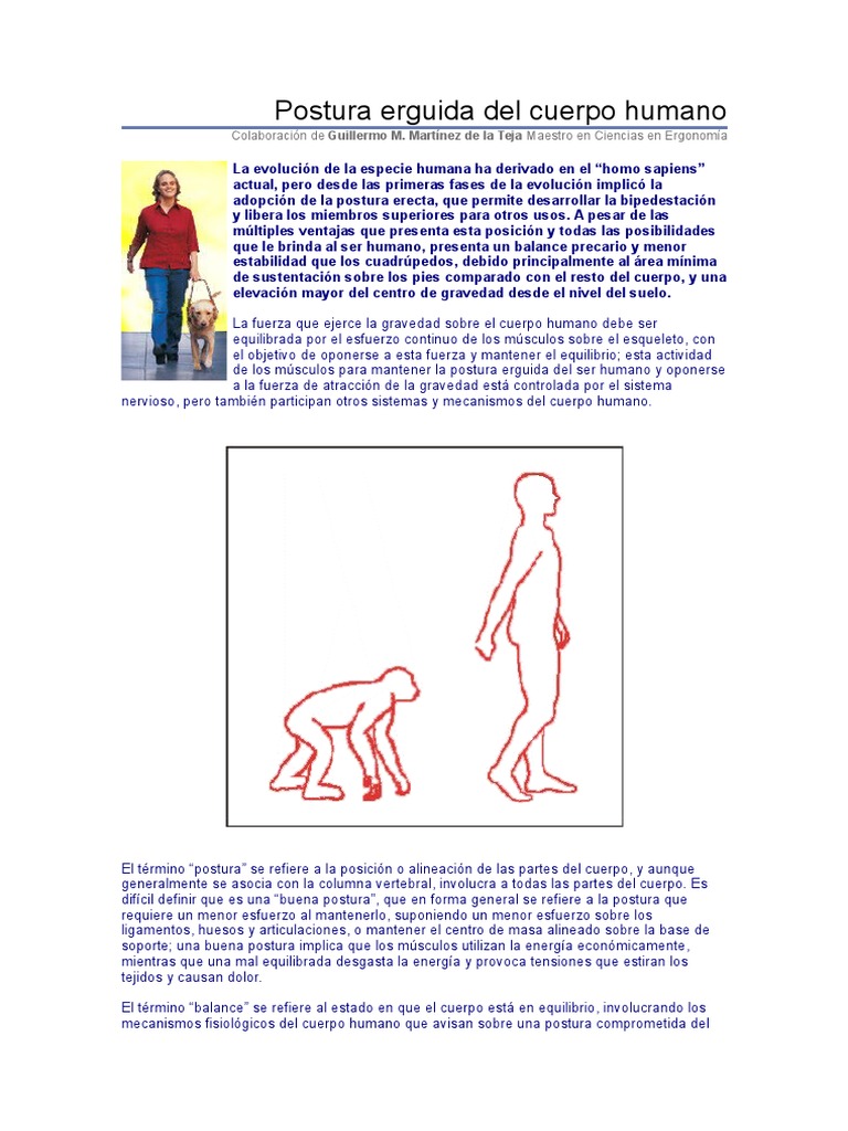 Postura Erguida del Cuerpo Humano | PDF | Bipedalismo | La columna ...