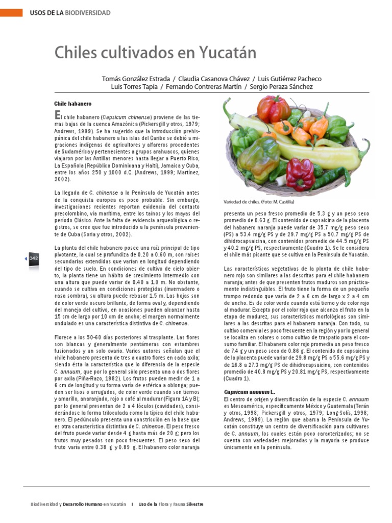 Características del Chile Chawa en Yucatán | PDF | Pimiento | Fruta