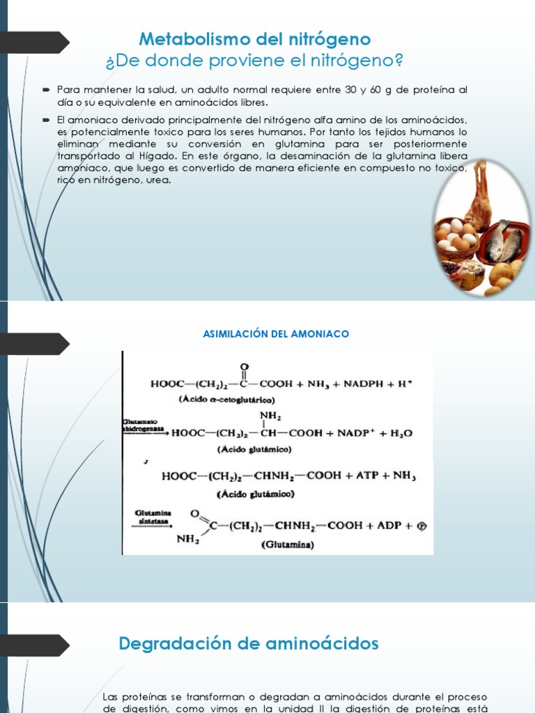 Metabolismo Del Nitrogeno y Ciclo de La Urea | PDF | Transaminasa | Biomoléculas